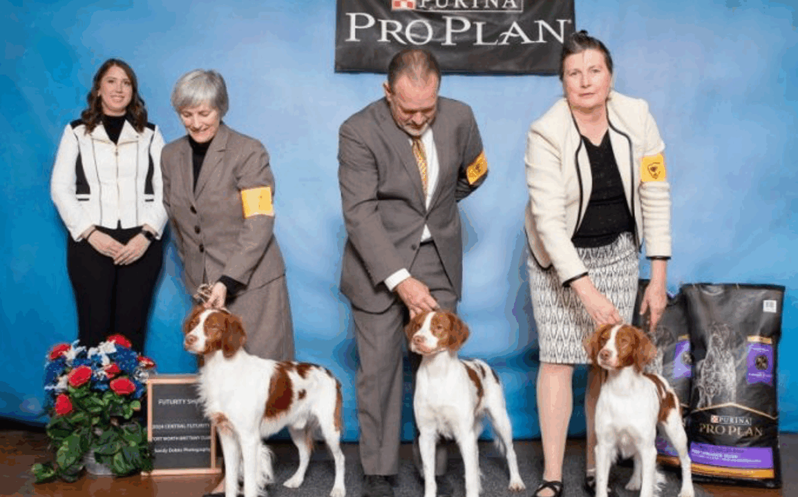 ABC Futurity Winners | The American Brittany Club